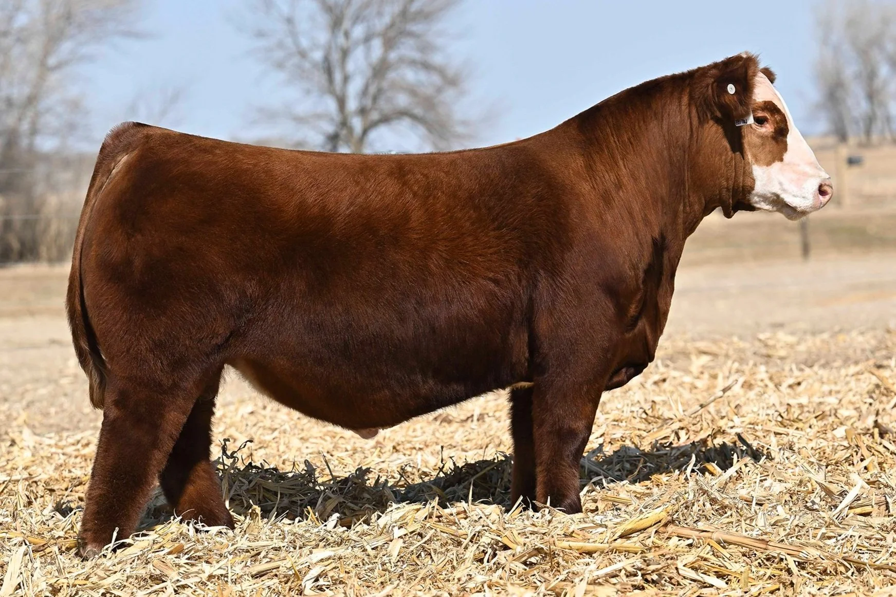 Sires — Werning Cattle Company