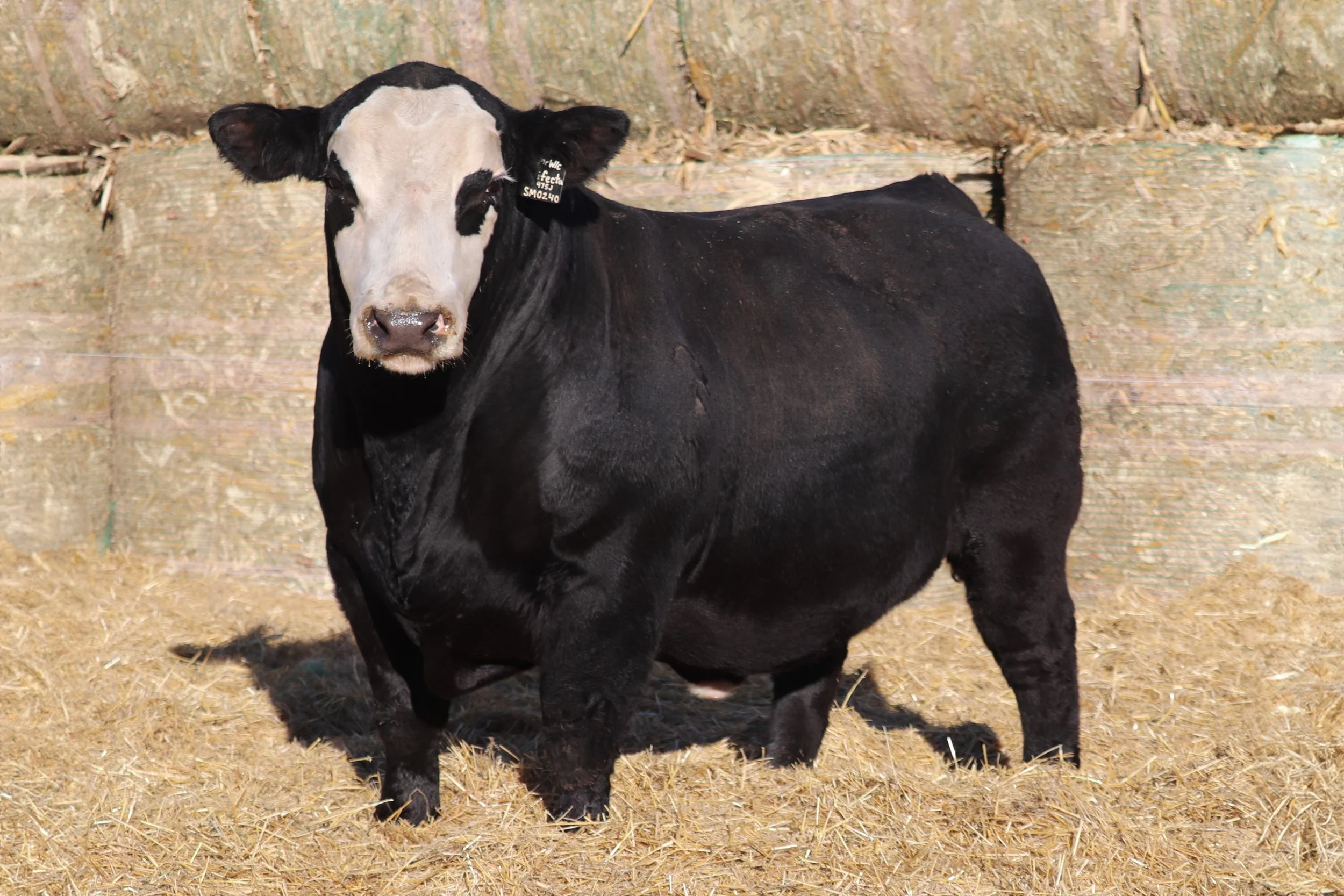 W/C Trifecta 975J — Werning Cattle Company