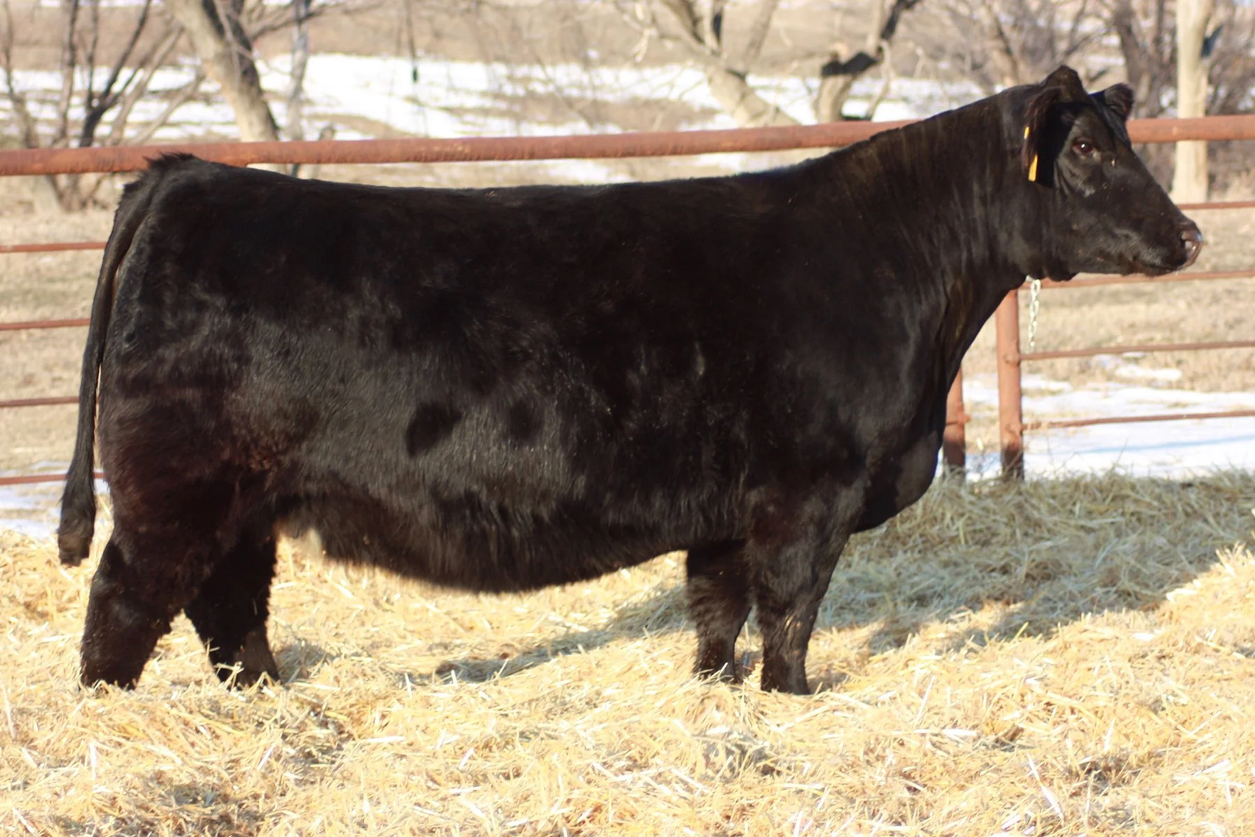 Donors — Werning Cattle Company