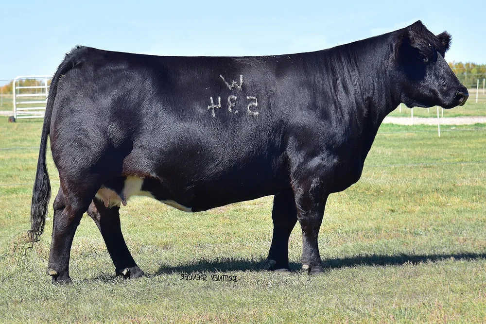 Werning Cattle Company