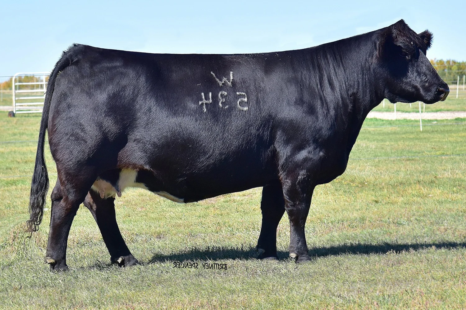 Werning Cattle Company