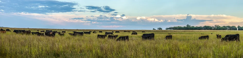 W/C Relentless 32C — Werning Cattle Company