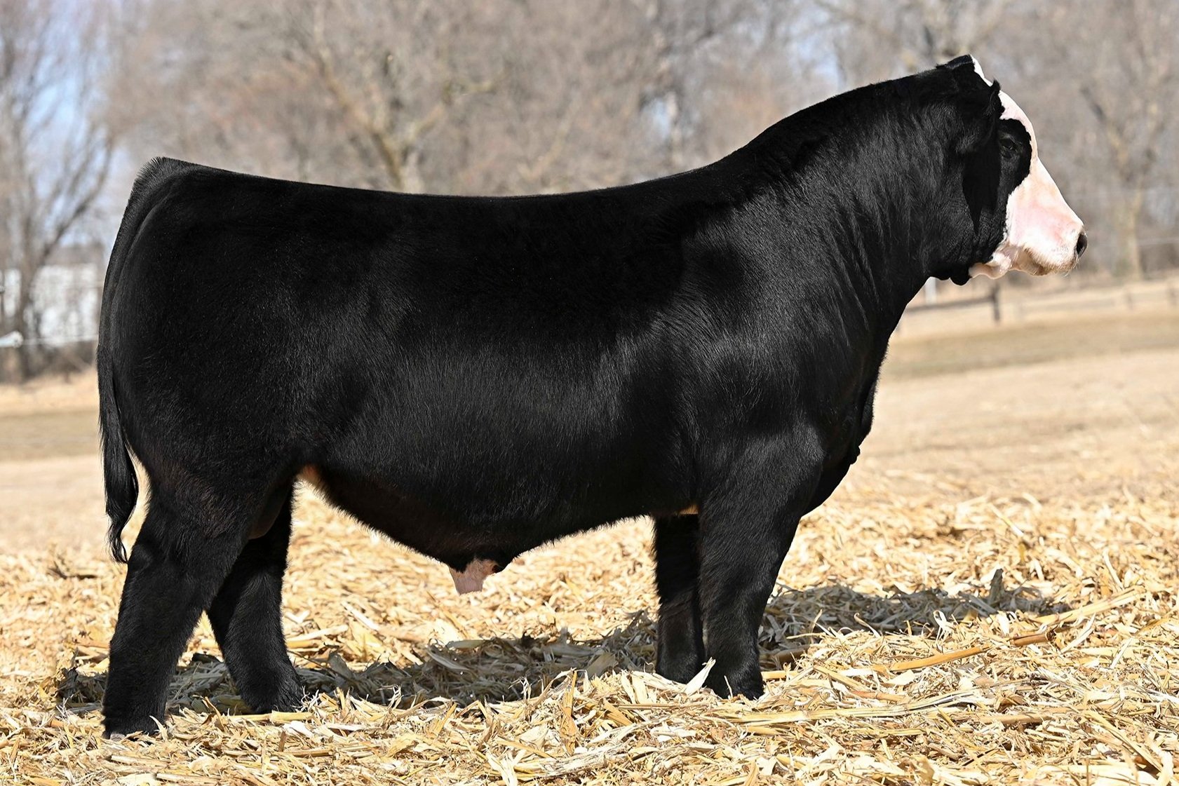 Sires — Werning Cattle Company