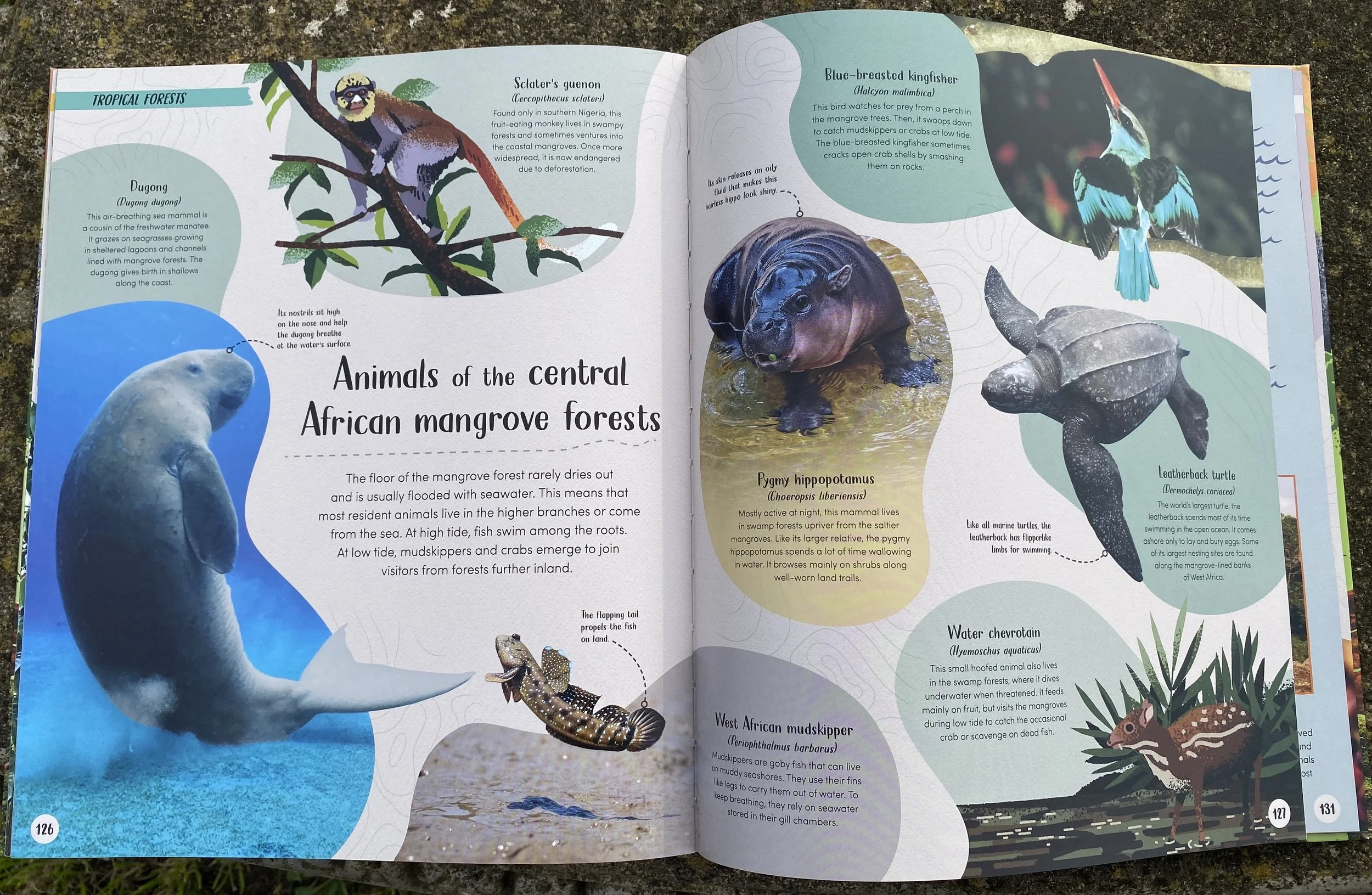 Earth’s Incredible Habitats: Forest — Through the Bookshelf