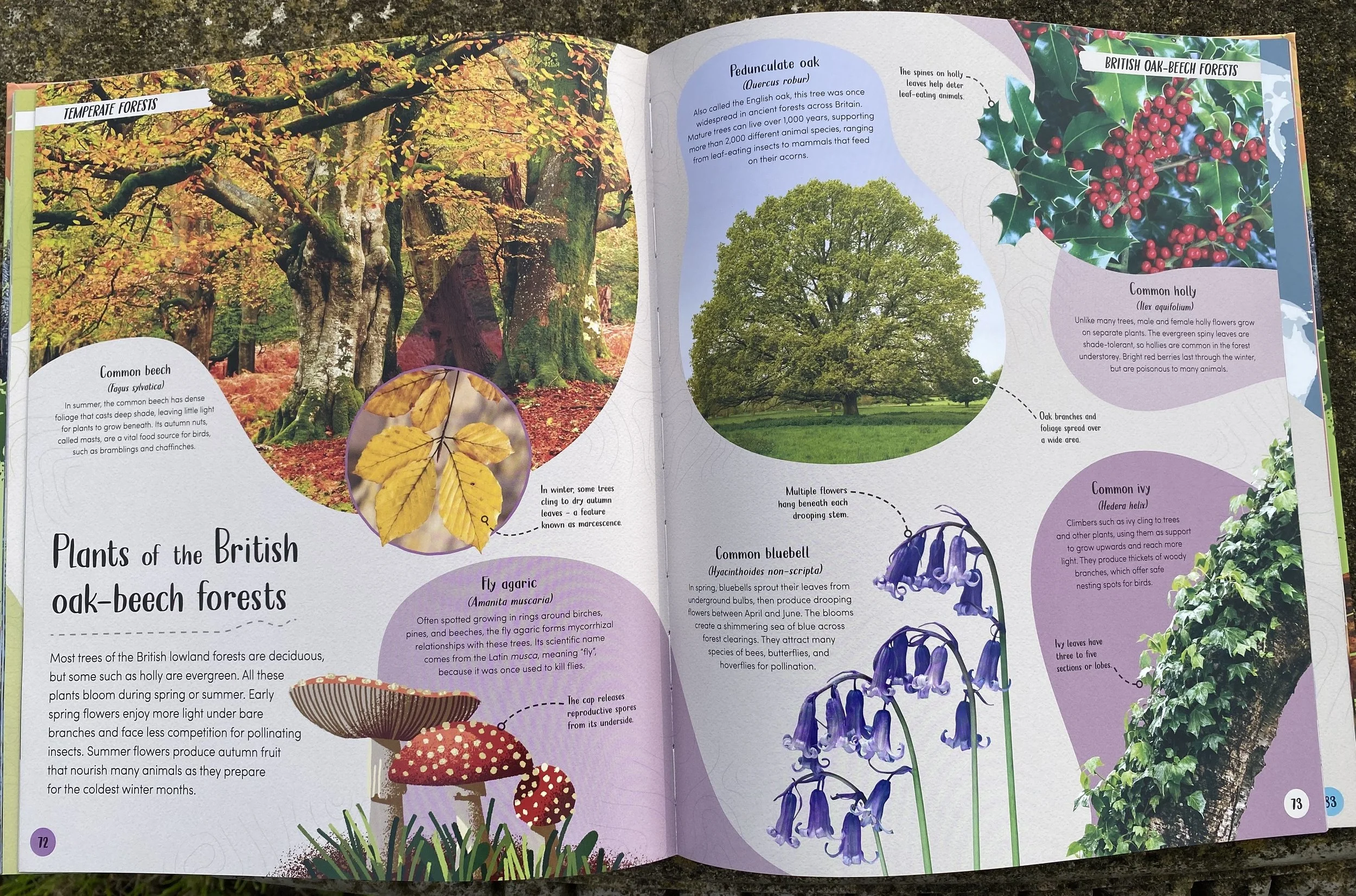 Earth’s Incredible Habitats: Forest — Through the Bookshelf