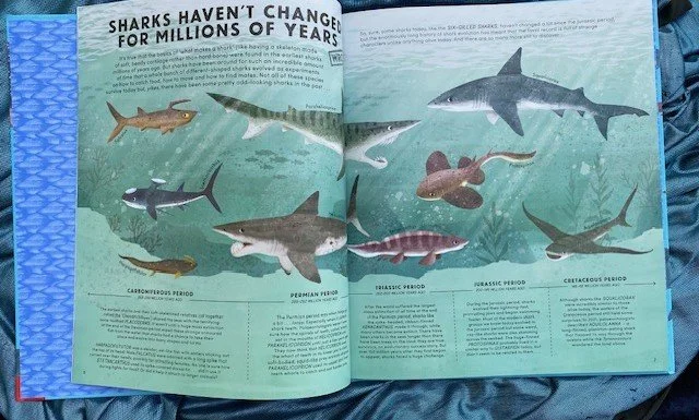 NNFN2023: Everything You Know About Sharks is WRONG! — Through the ...