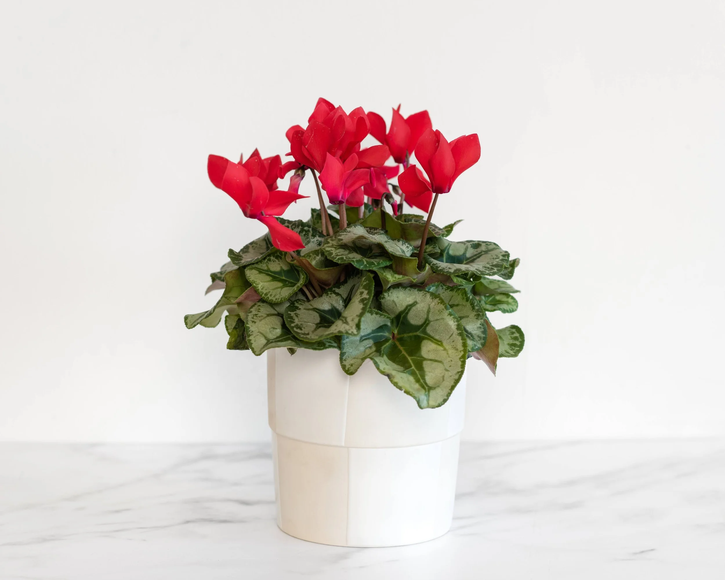 Blooming Plant — Amarillo Florist | What In Carnations
