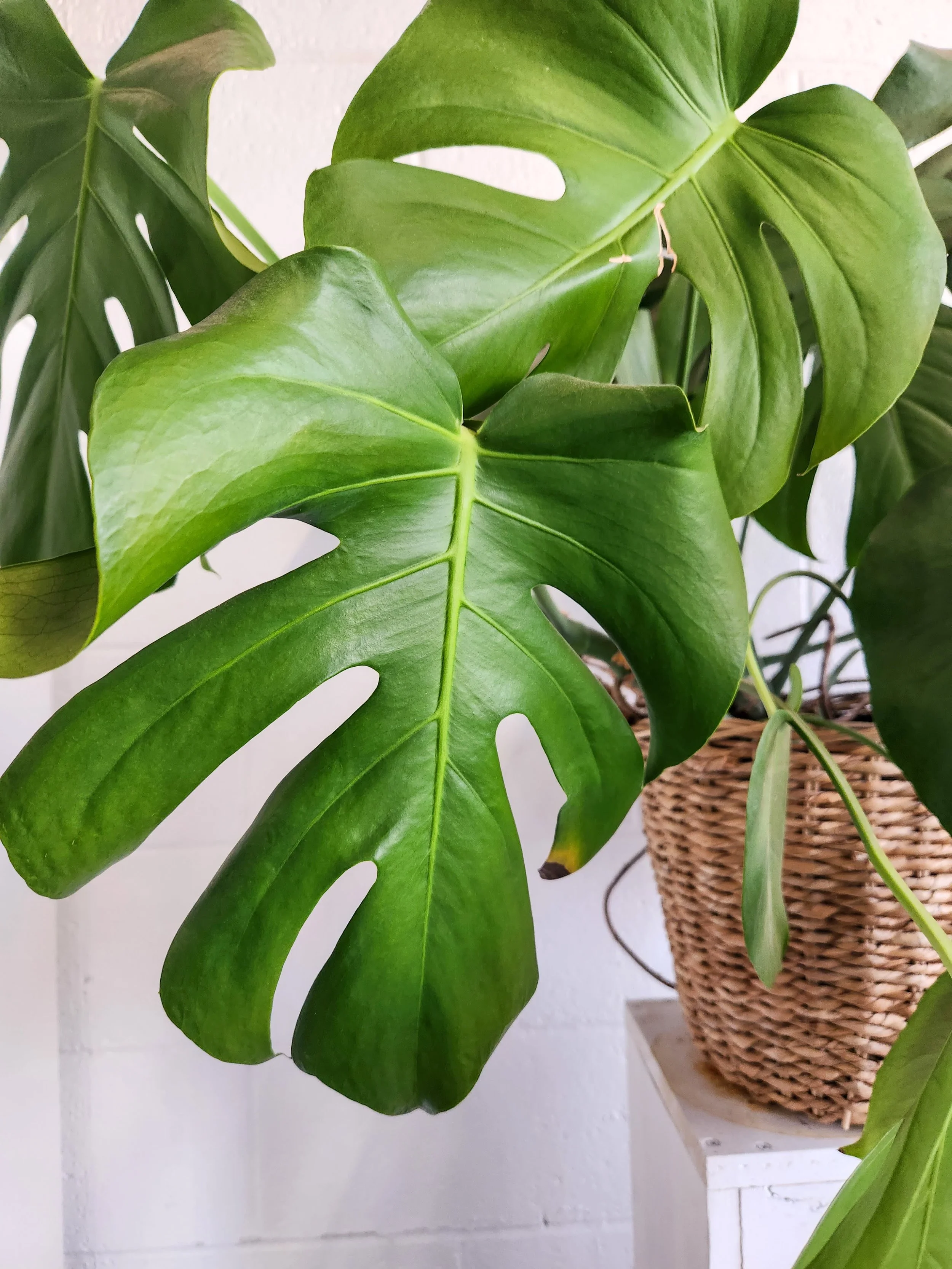 Monstera House Plant — Amarillo Florist | What In Carnations