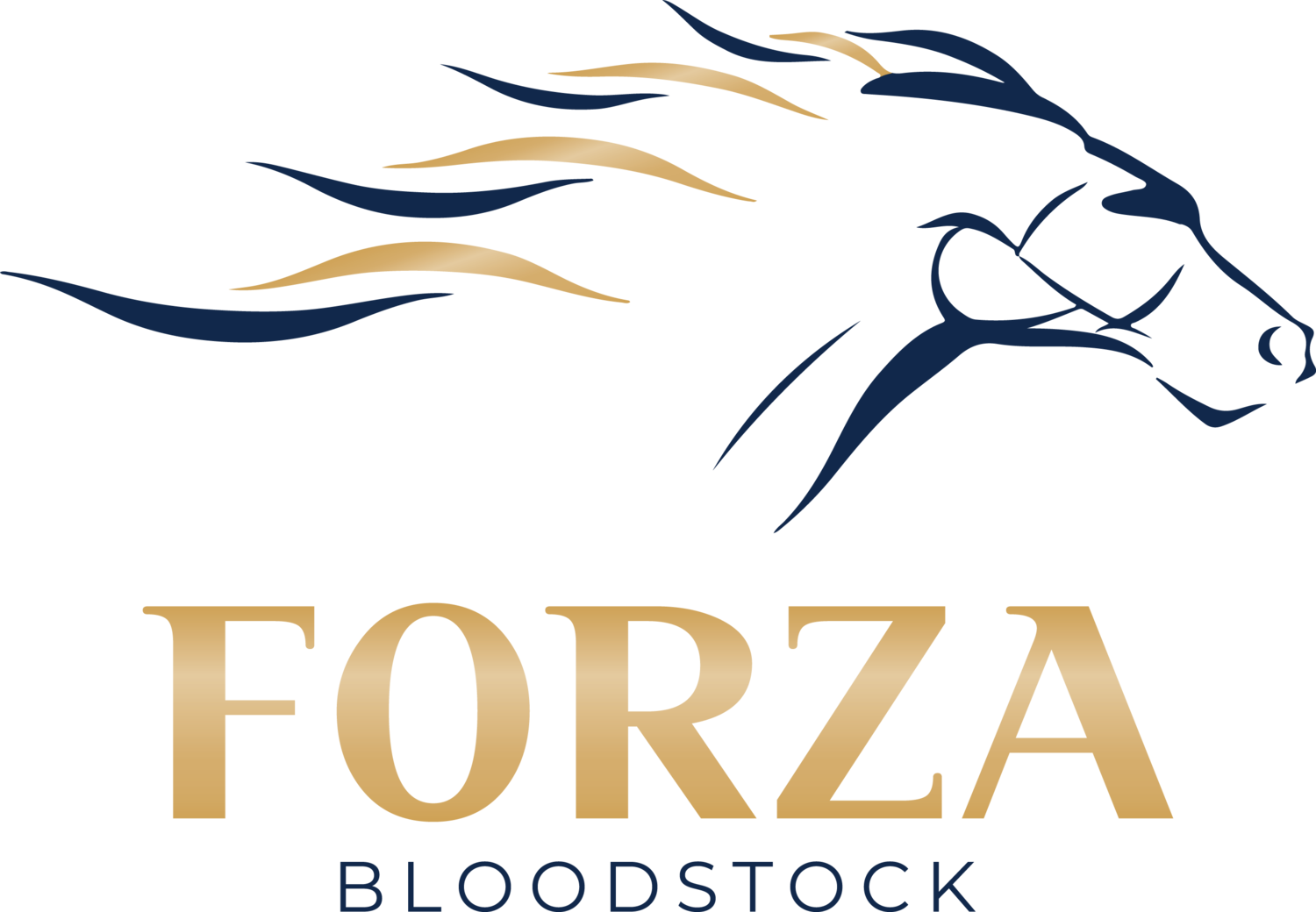 Dominique Engel Forza Bloodstock dominique-engel-forza-bloodstock