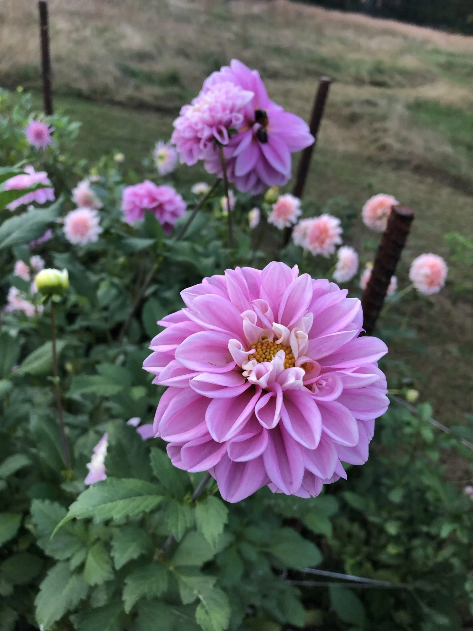 Dahlia Sale — Tailwind Farm Dahlias