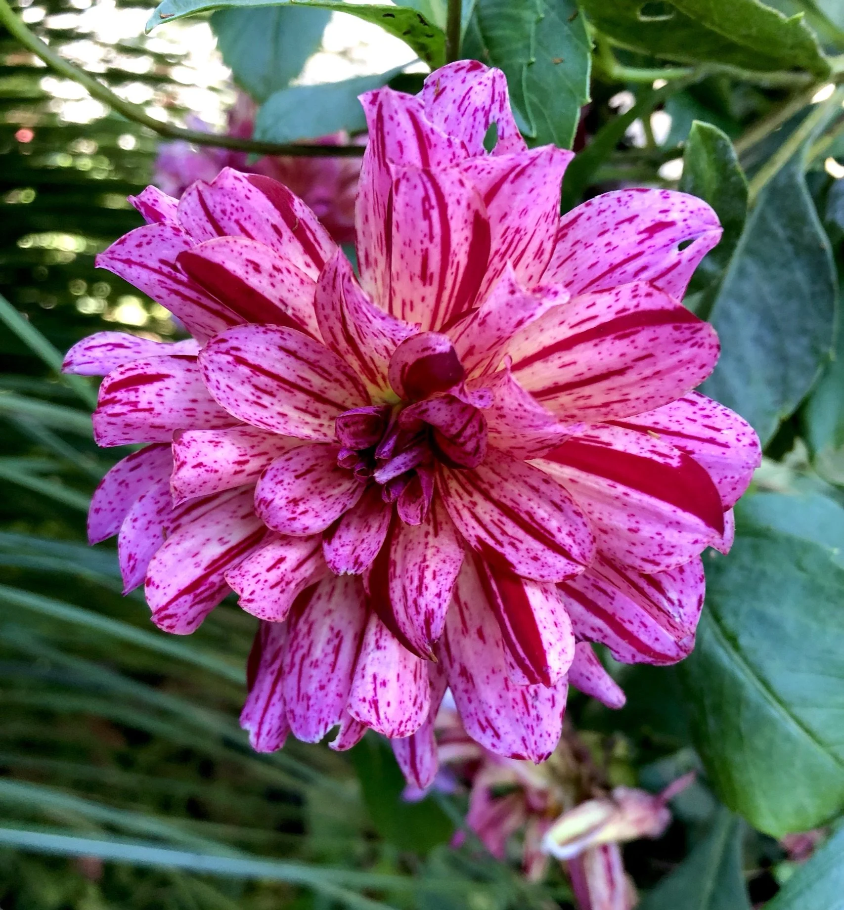 Dahlia Rip City — Tailwind Farm Dahlias