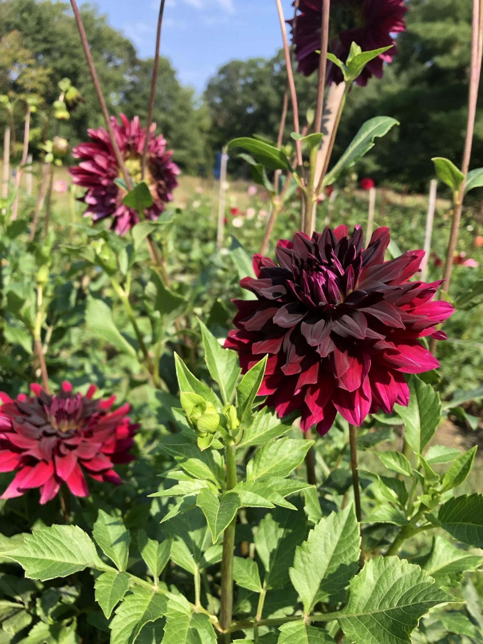 Dahlia Rip City — Tailwind Farm Dahlias