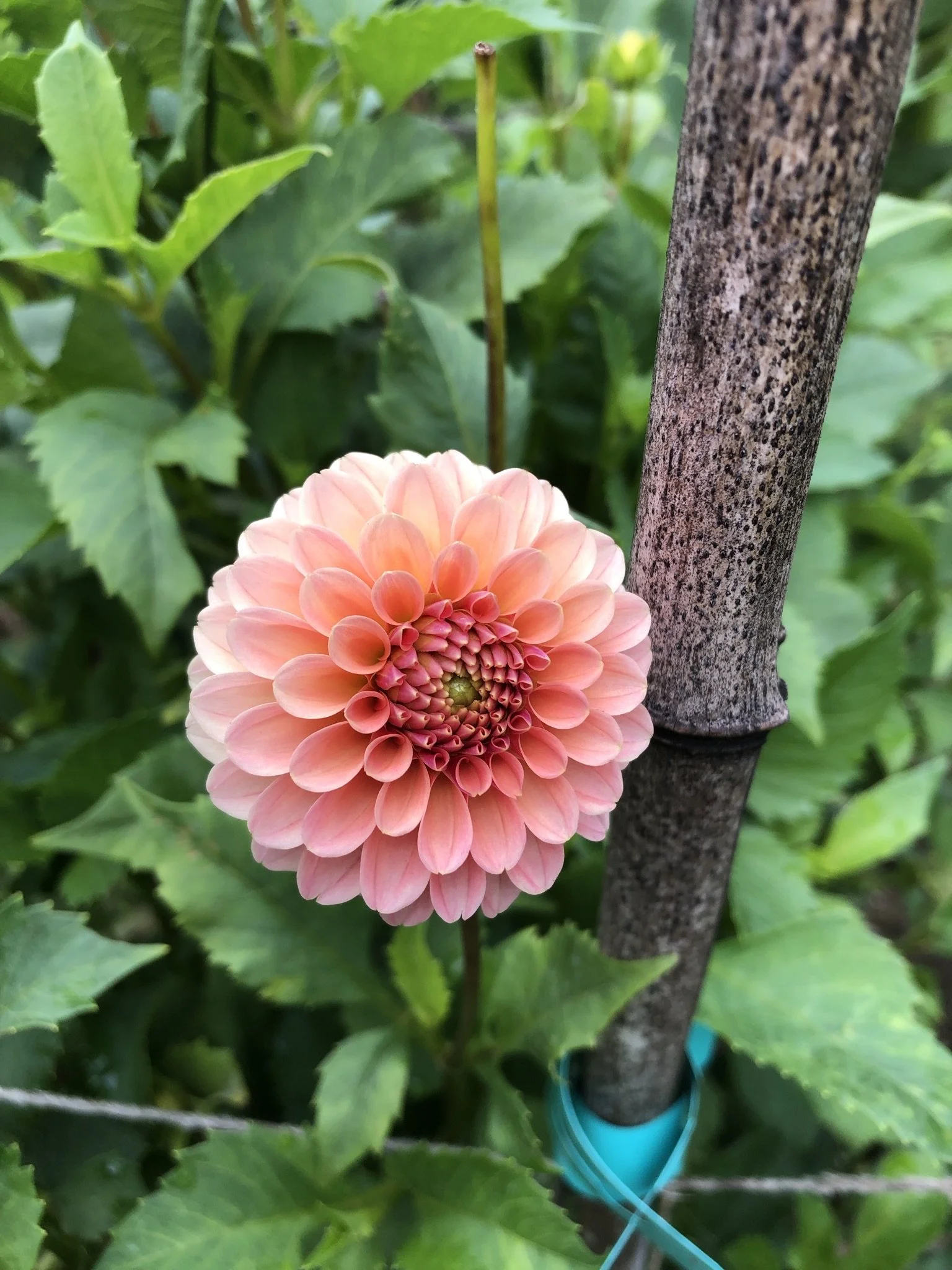 Dahlia Rose Toscano — Tailwind Farm Dahlias