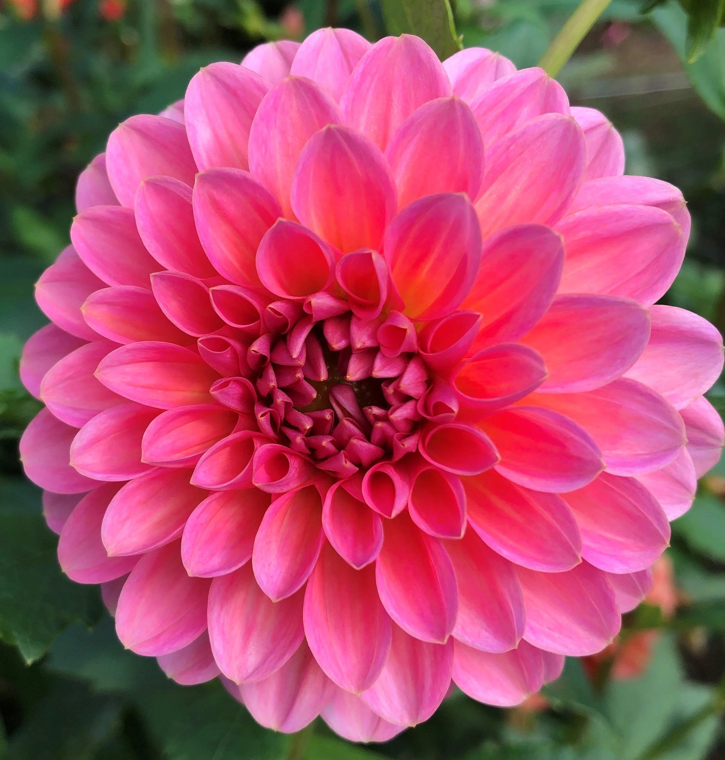 Dahlia Salmon Runner — Tailwind Farm Dahlias