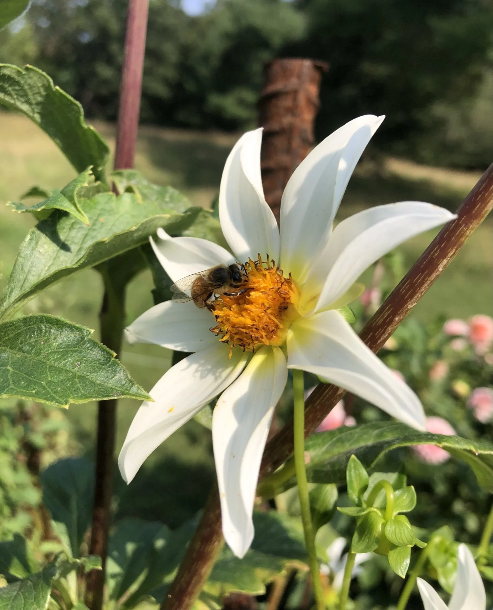 Dahlia Rose Toscano — Tailwind Farm Dahlias