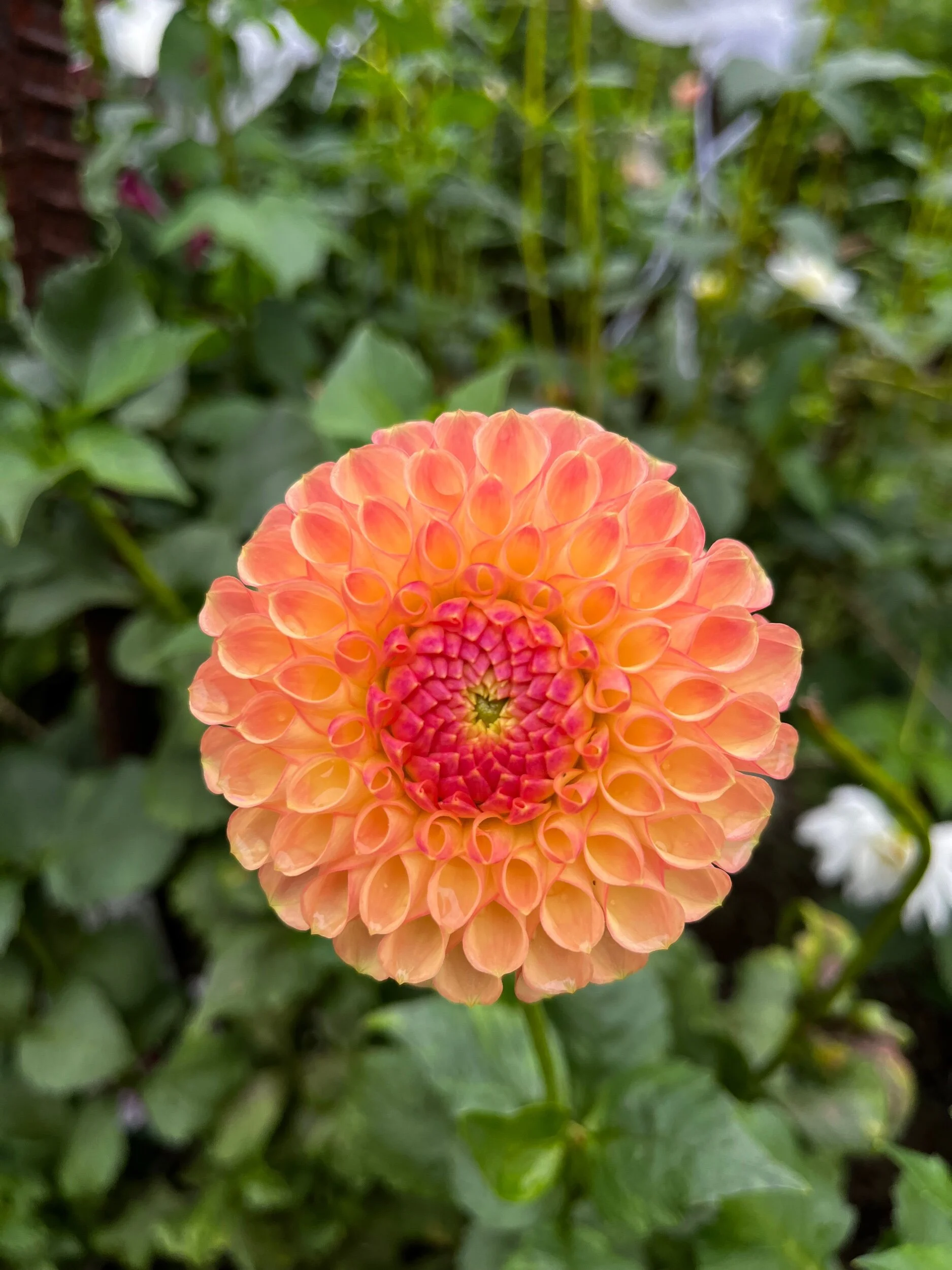 Dahlia Rose Toscano — Tailwind Farm Dahlias