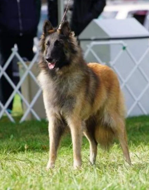 Upcoming Litters! — Bon Chien Belgian Tervuren