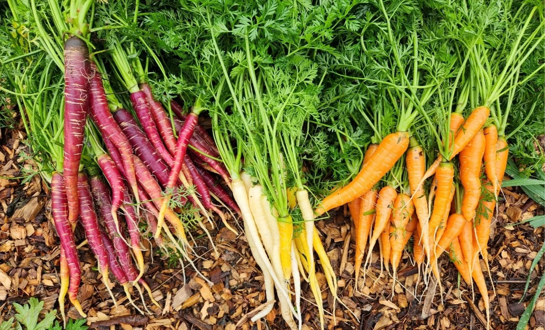 General 6 — Gene's Greens CSA Home Delivery and Markets