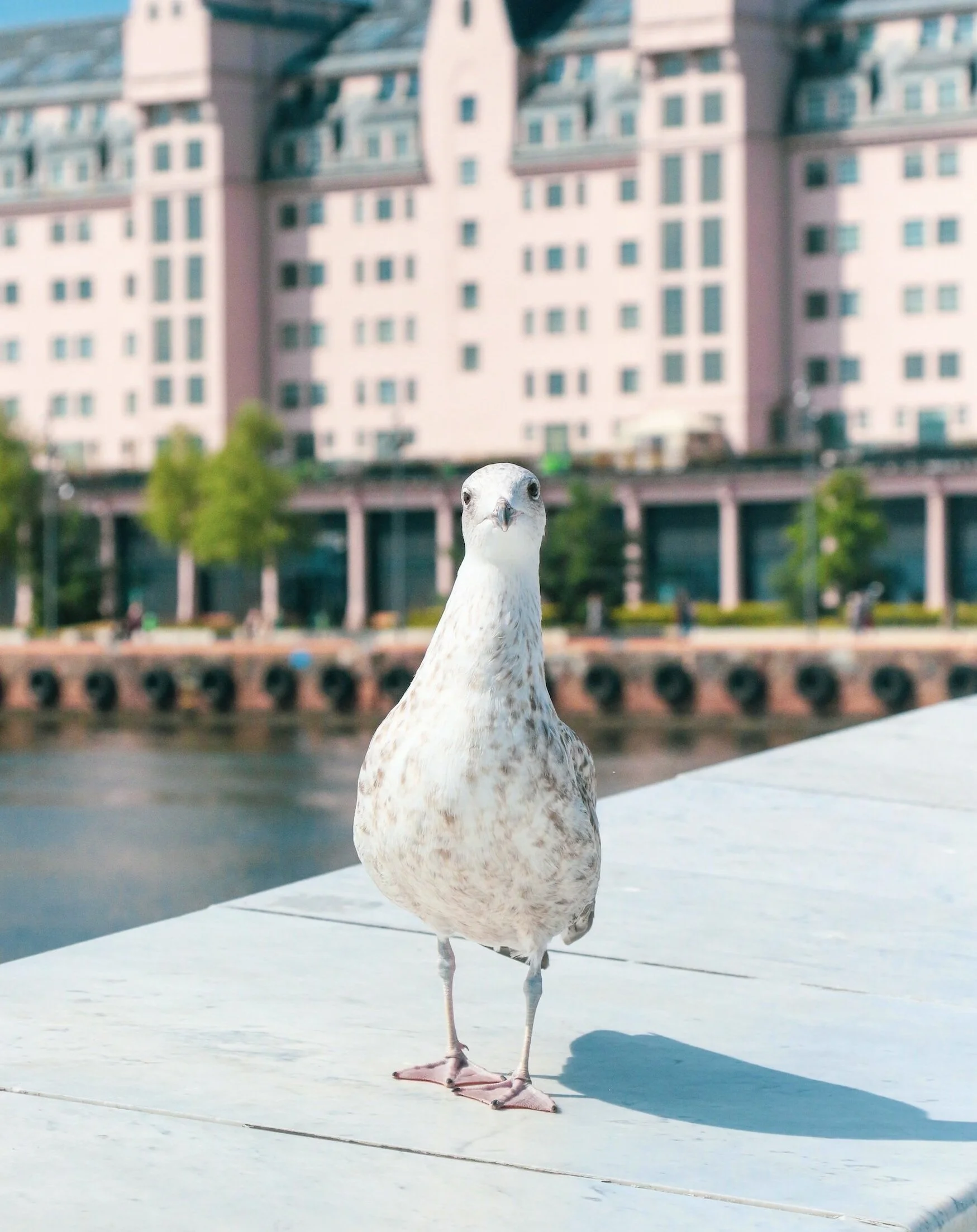 Complete Pigeon Book Series in Order, by Mo Willems _ Reading Quests