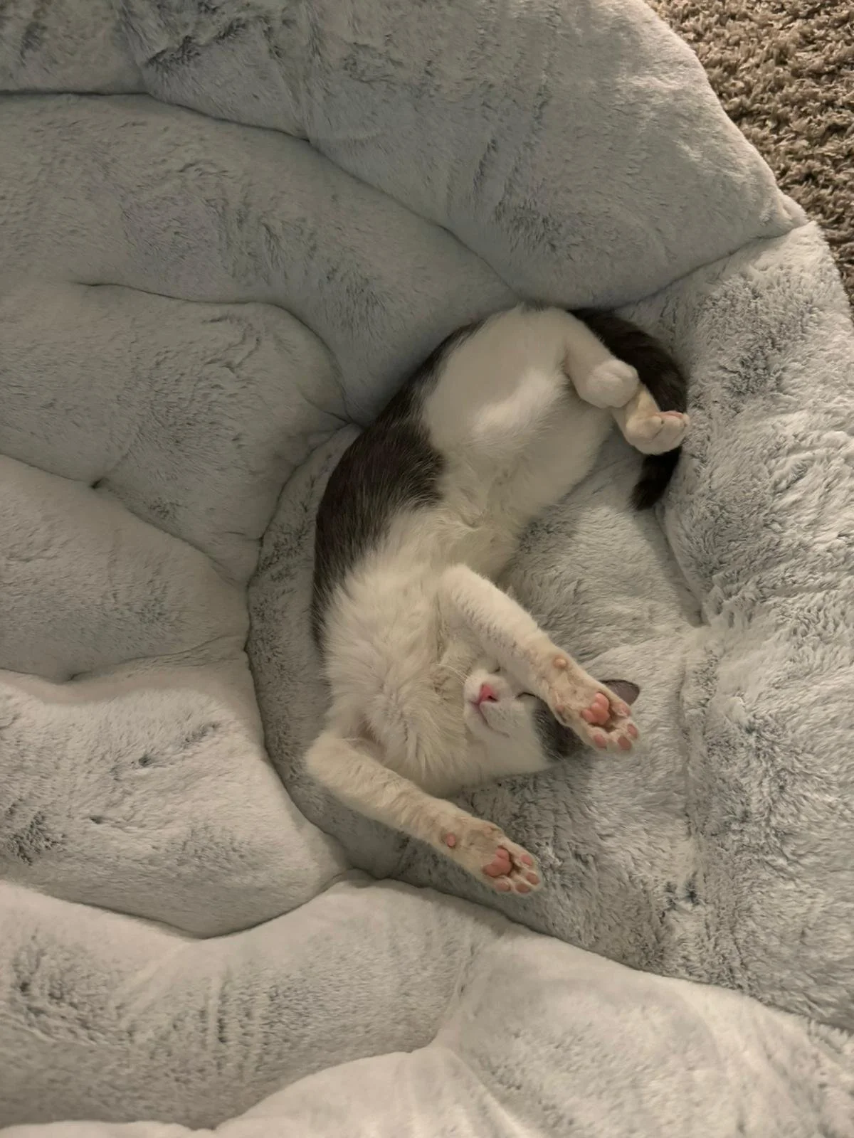 Thank You — Smittens Rescue