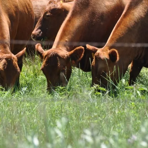 John's Farm | Oklahoma Grass Fed Beef