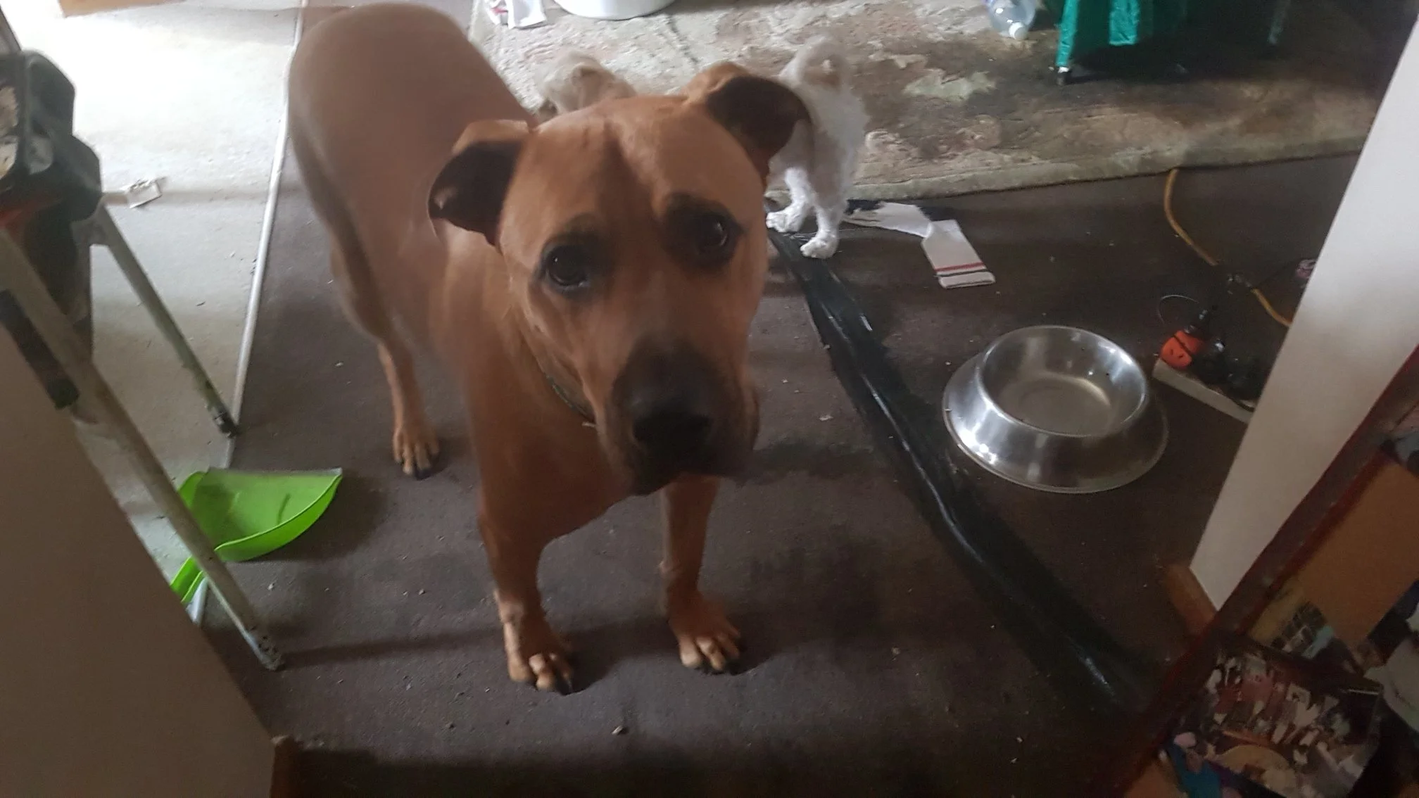 General 1 — Mornington Peninsula Dog Rescue Inc.