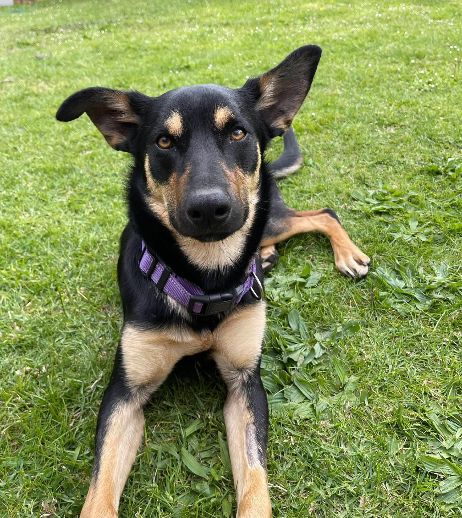 Zeus — Mornington Peninsula Dog Rescue Inc.