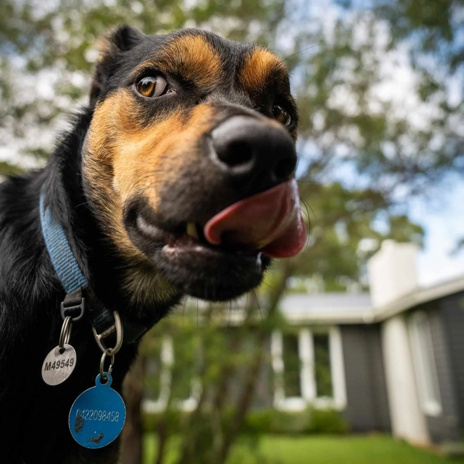 Dogs for Adoption — Mornington Peninsula Dog Rescue Inc.