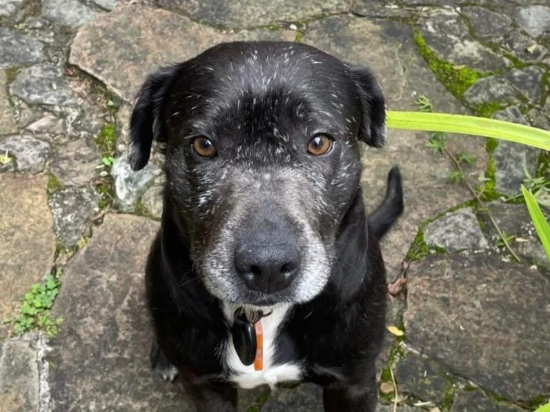 Dogs for Adoption — Mornington Peninsula Dog Rescue Inc.