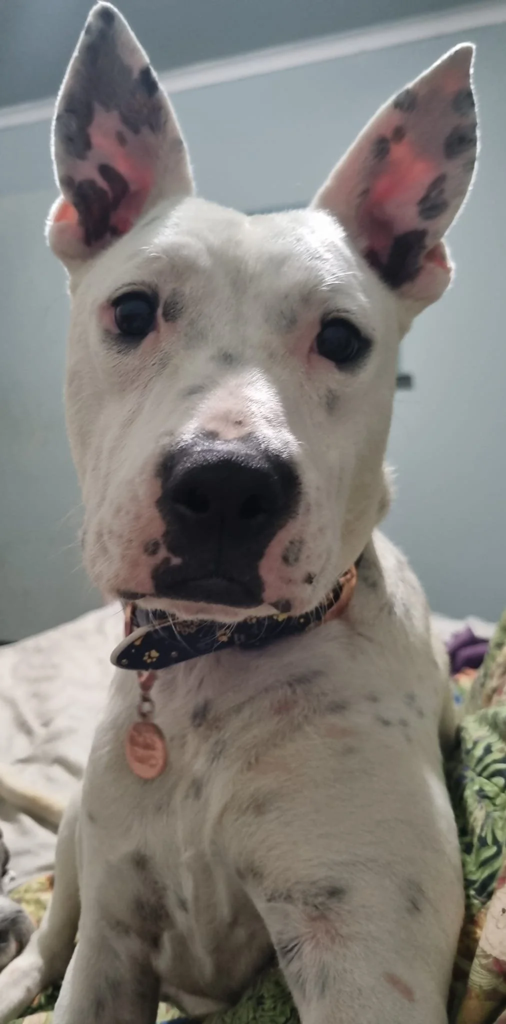 Dog Adoption Mornington Peninsula at William Rohde blog