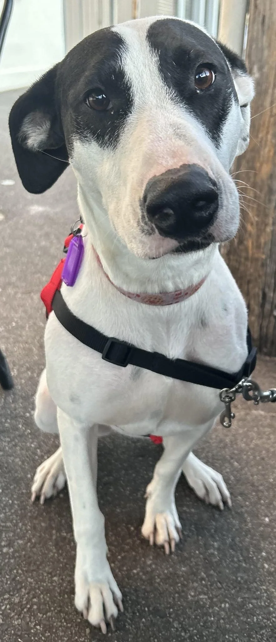 Dogs for Adoption — Mornington Peninsula Dog Rescue Inc.