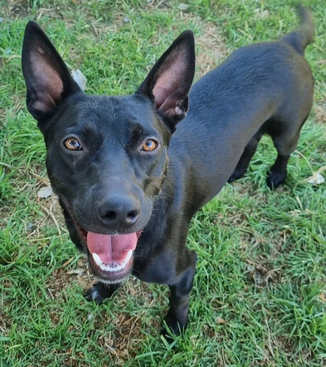 Dogs for Adoption — Mornington Peninsula Dog Rescue Inc.