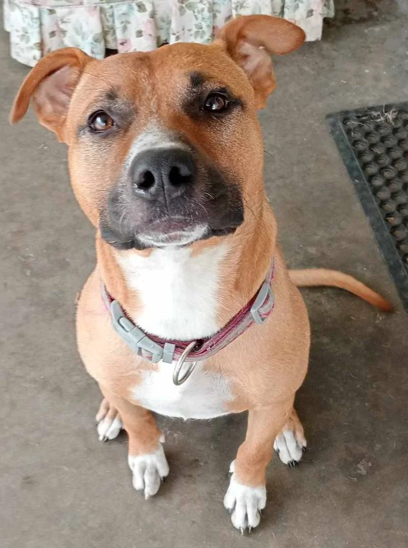 Dogs for Adoption — Mornington Peninsula Dog Rescue Inc.