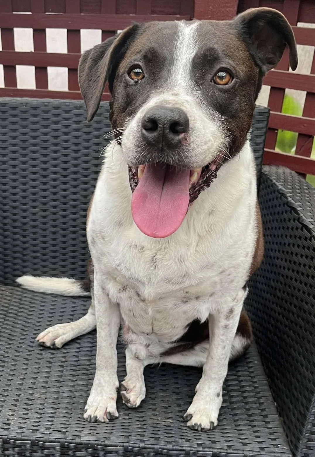 Dogs for Adoption — Mornington Peninsula Dog Rescue Inc.