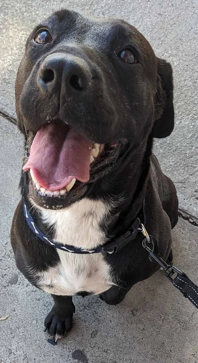 Dogs for Adoption — Mornington Peninsula Dog Rescue Inc.