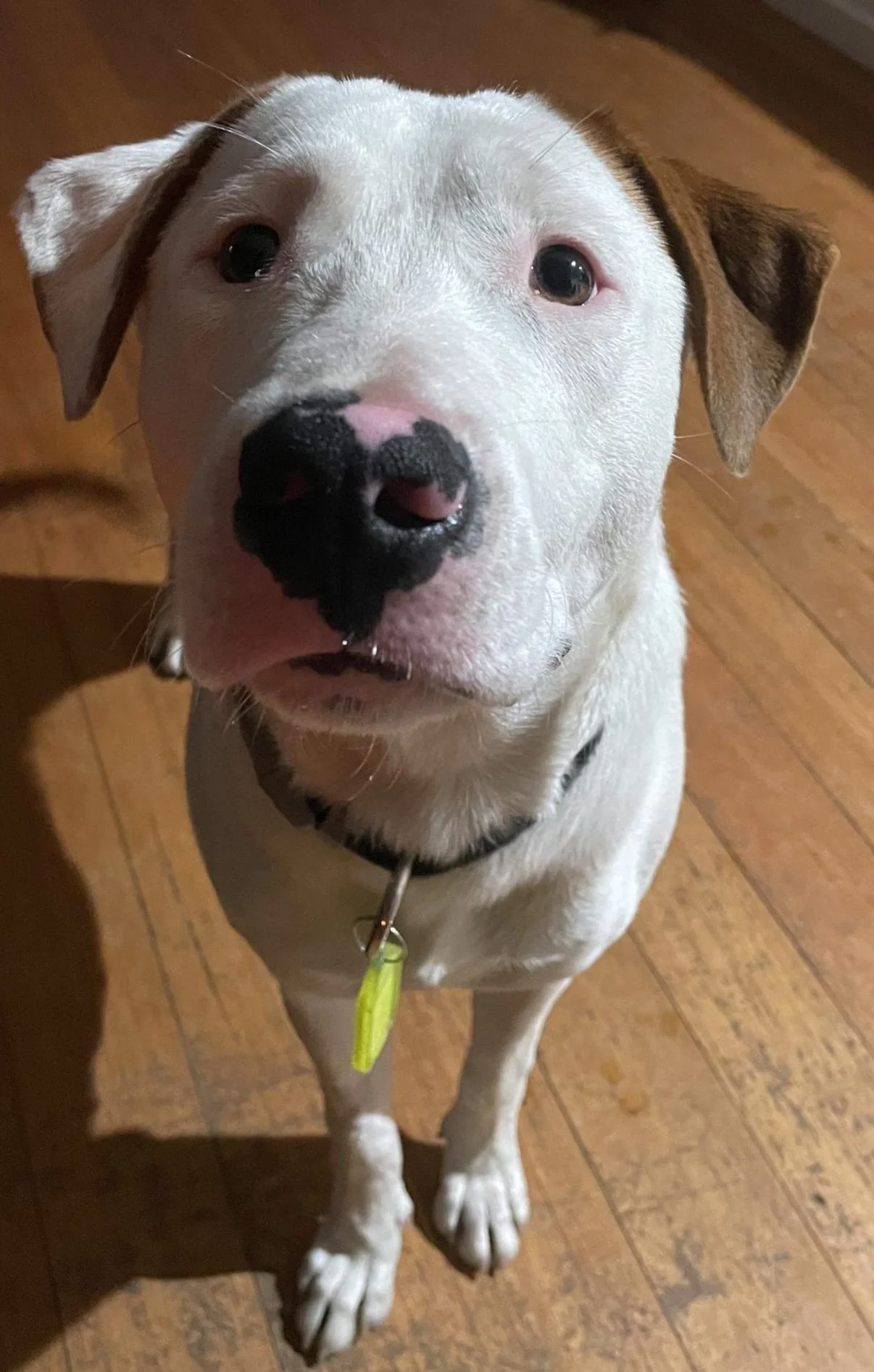 Dog Adoption Mornington Peninsula at William Rohde blog