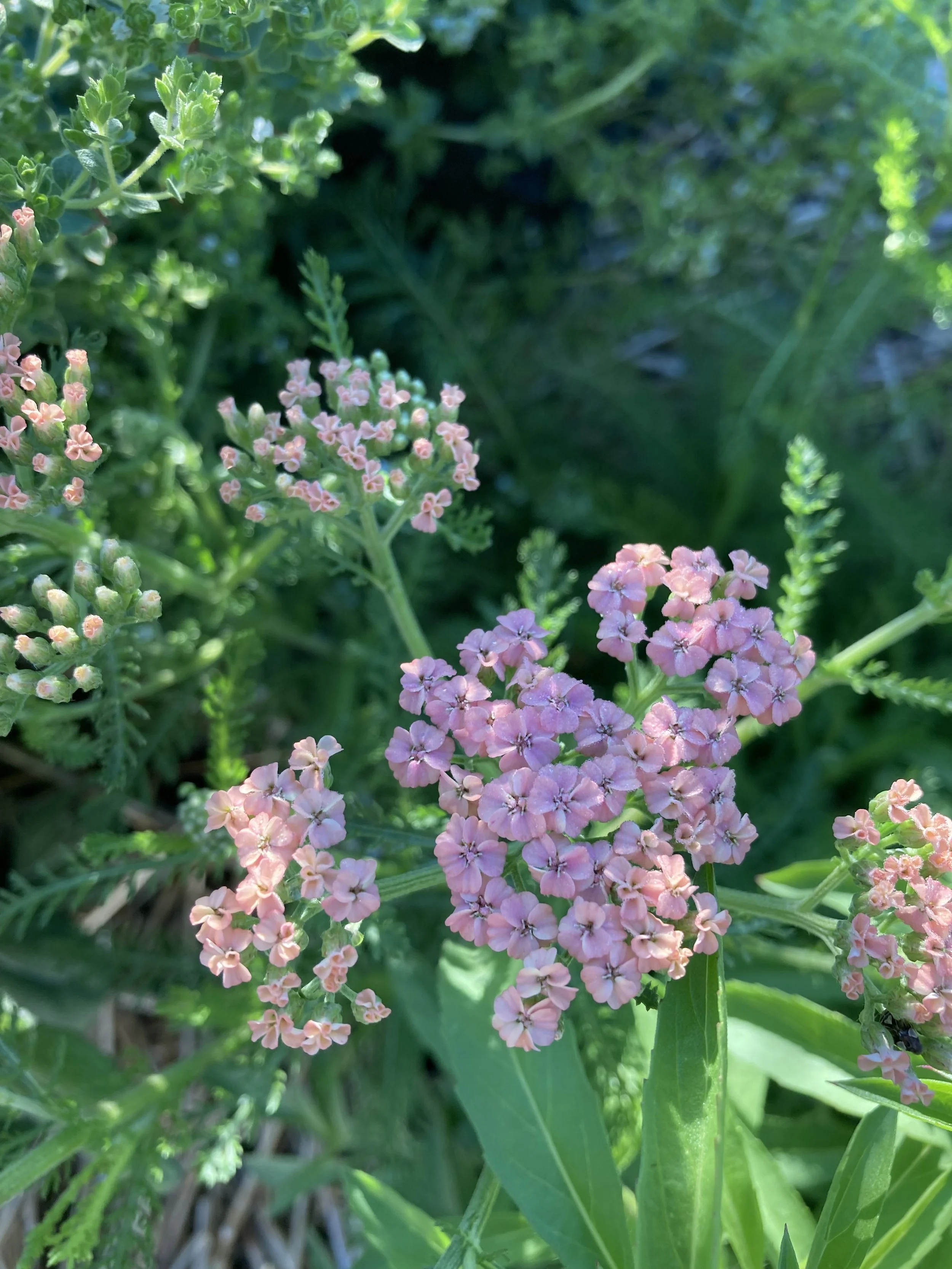 Rowan & Wren Flowers