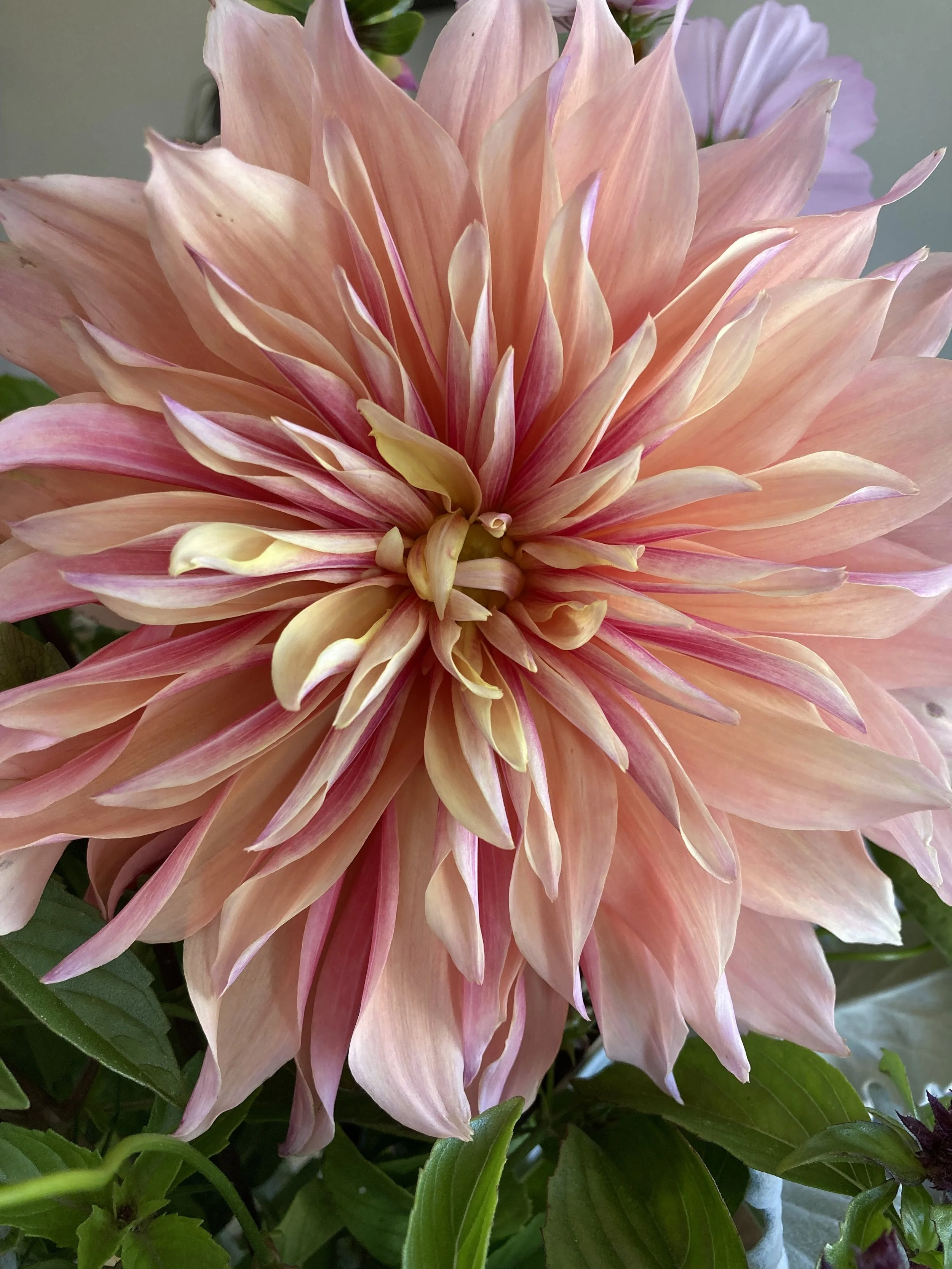 Rowan & Wren Flowers