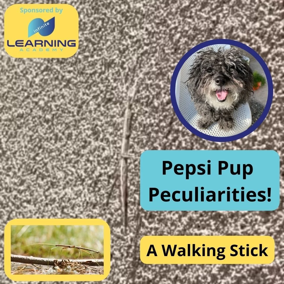 Pepsi Pup Peculiarities! — Infinite Learning Academy