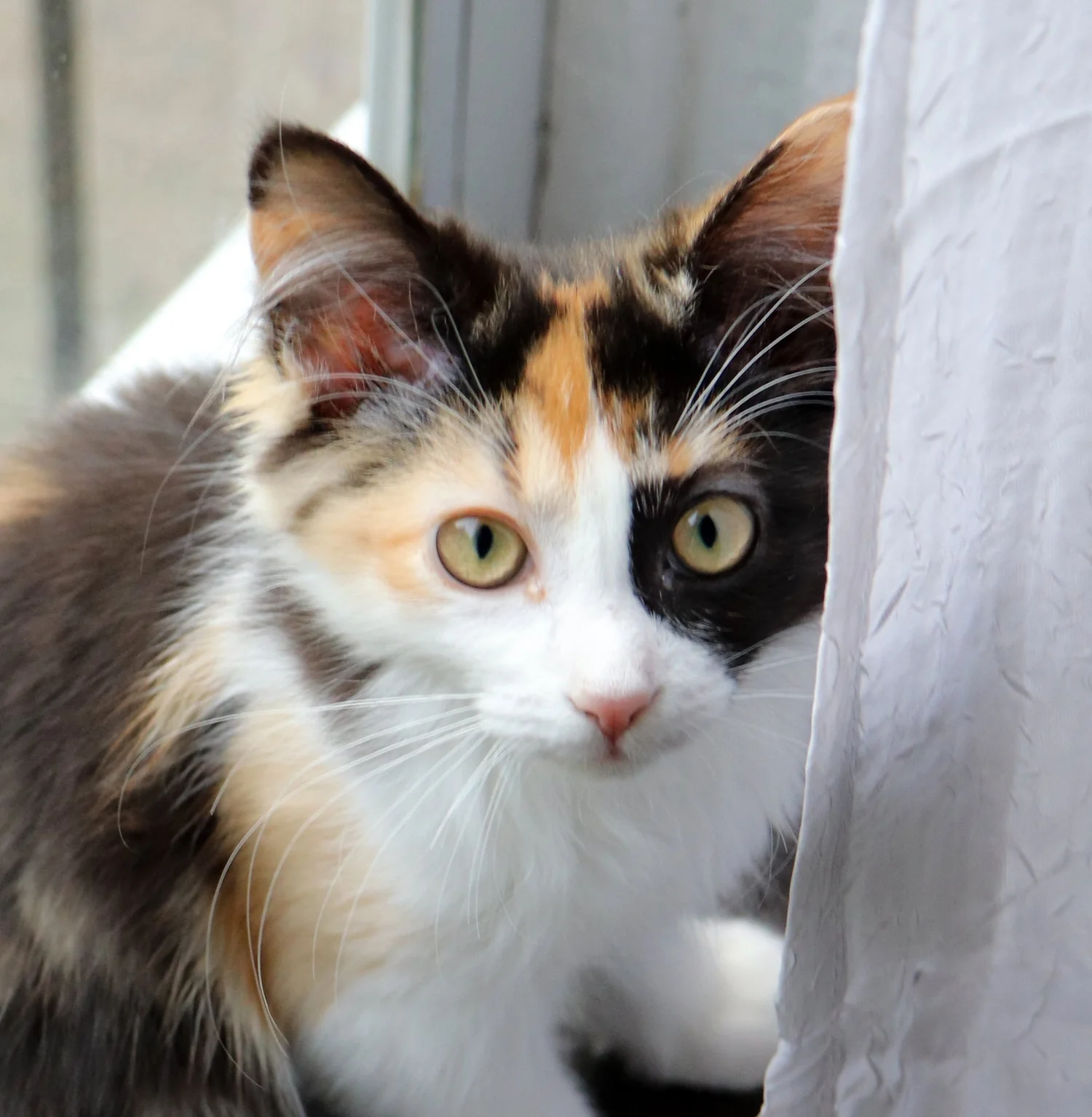 Cats — Lacy Chenault