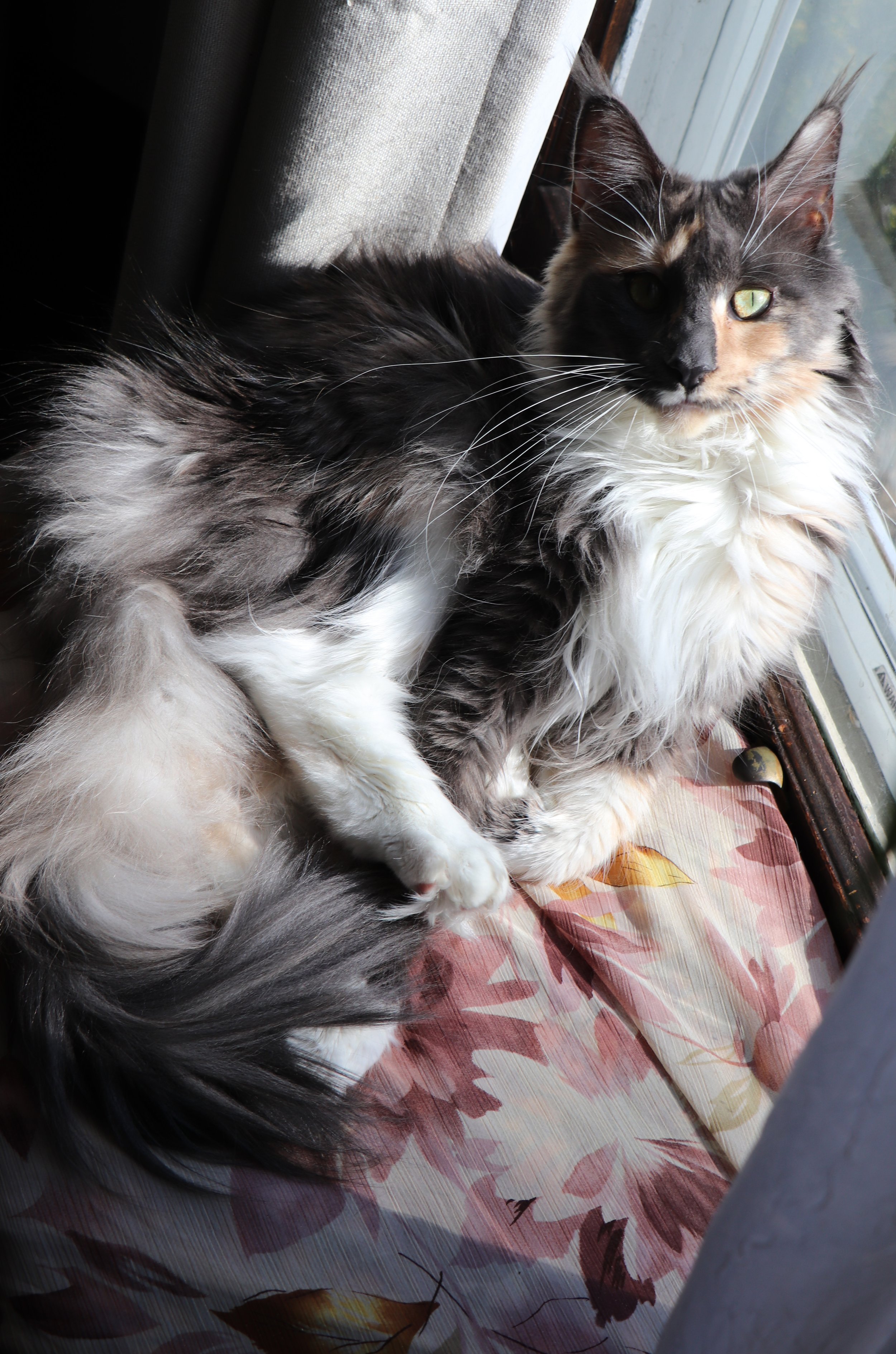 Maine Coon Dilute Calico