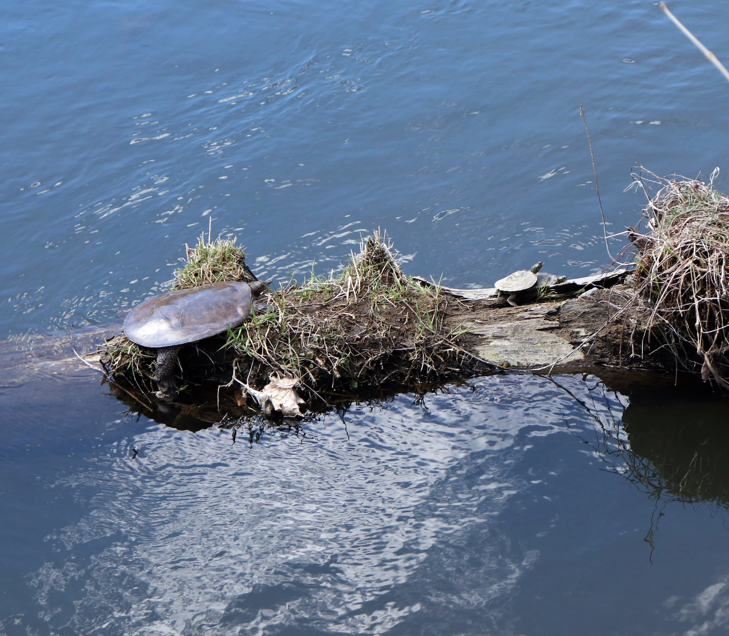 Turtles — Lacy Chenault