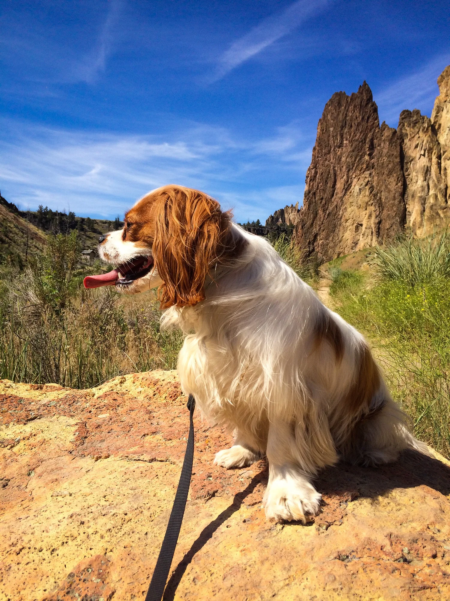 10 Things To Do With Your Dog In Bend — Kevin The Berner
