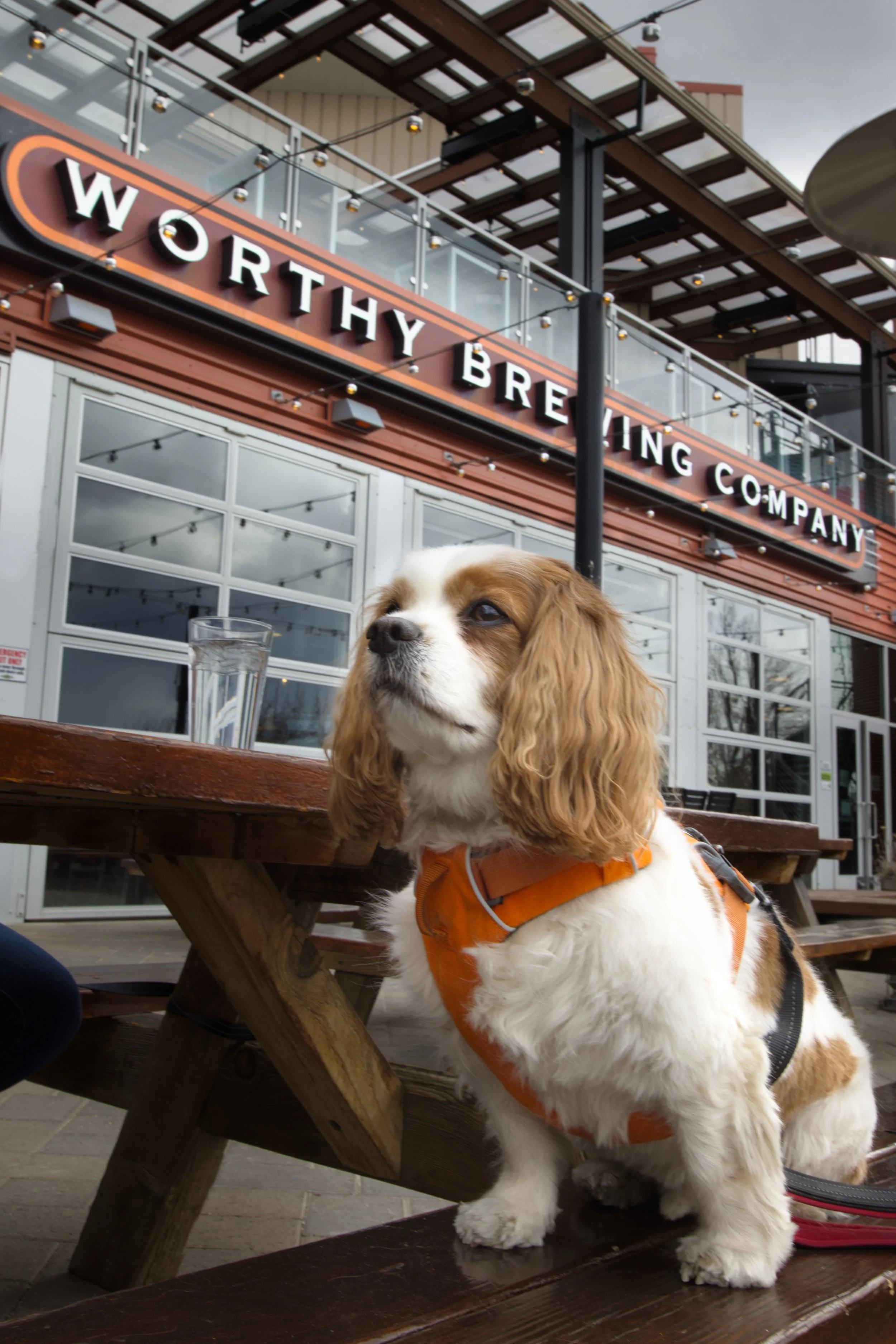 10 Things To Do With Your Dog In Bend — Kevin The Berner