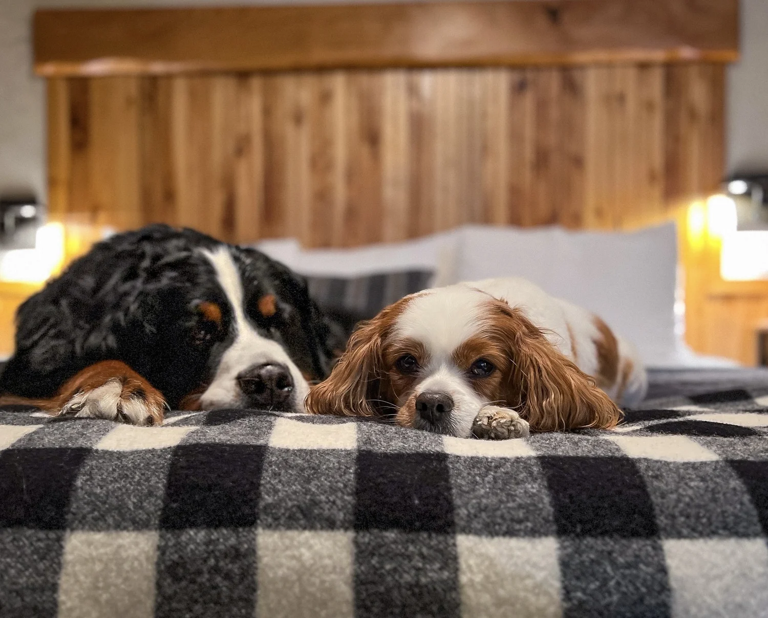10 Things To Do With Your Dog In Bend — Kevin The Berner