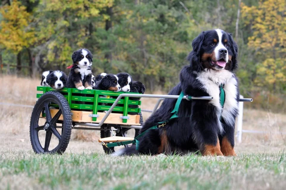 How To Find a Bernese Mountain Dog Breeder: Questions You NEED To Ask ...