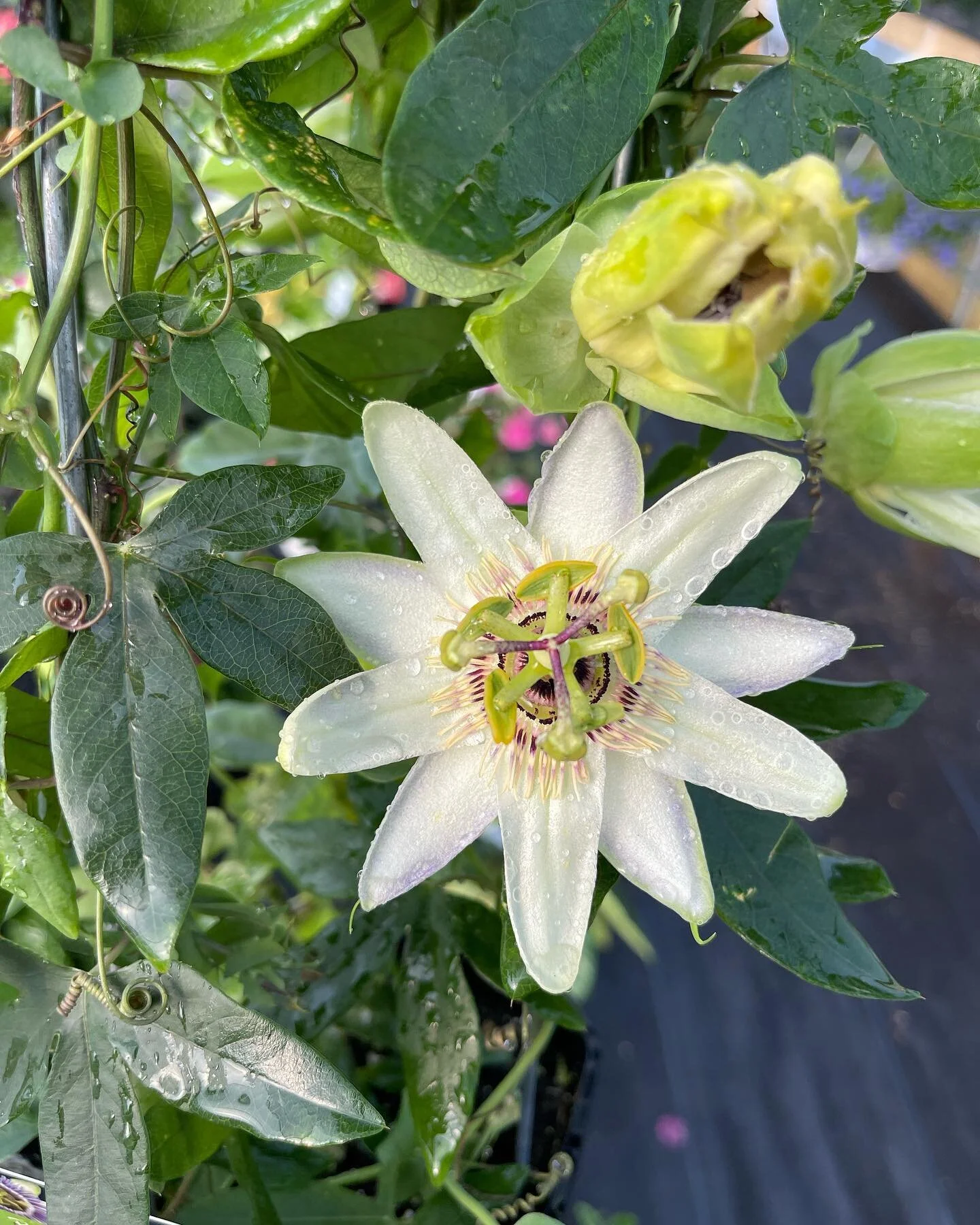 Riverside Greenhouses & Florist