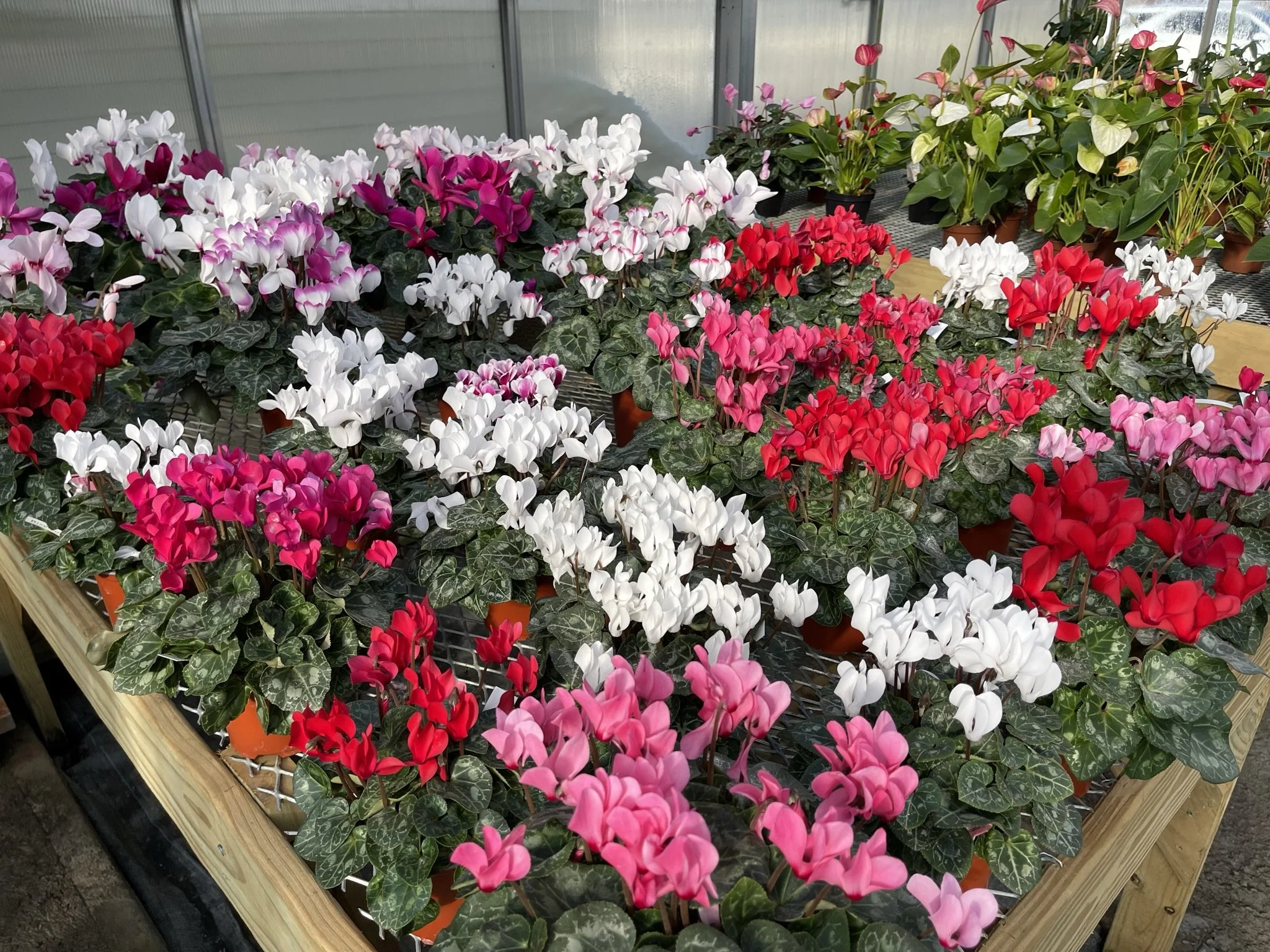 Riverside Greenhouses & Florist