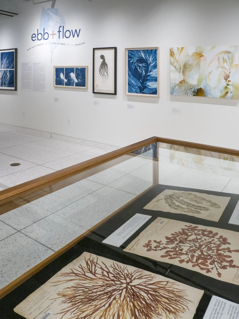 Ebb + Flow: Giant Kelp Forests through Art, Science & the Archives ...