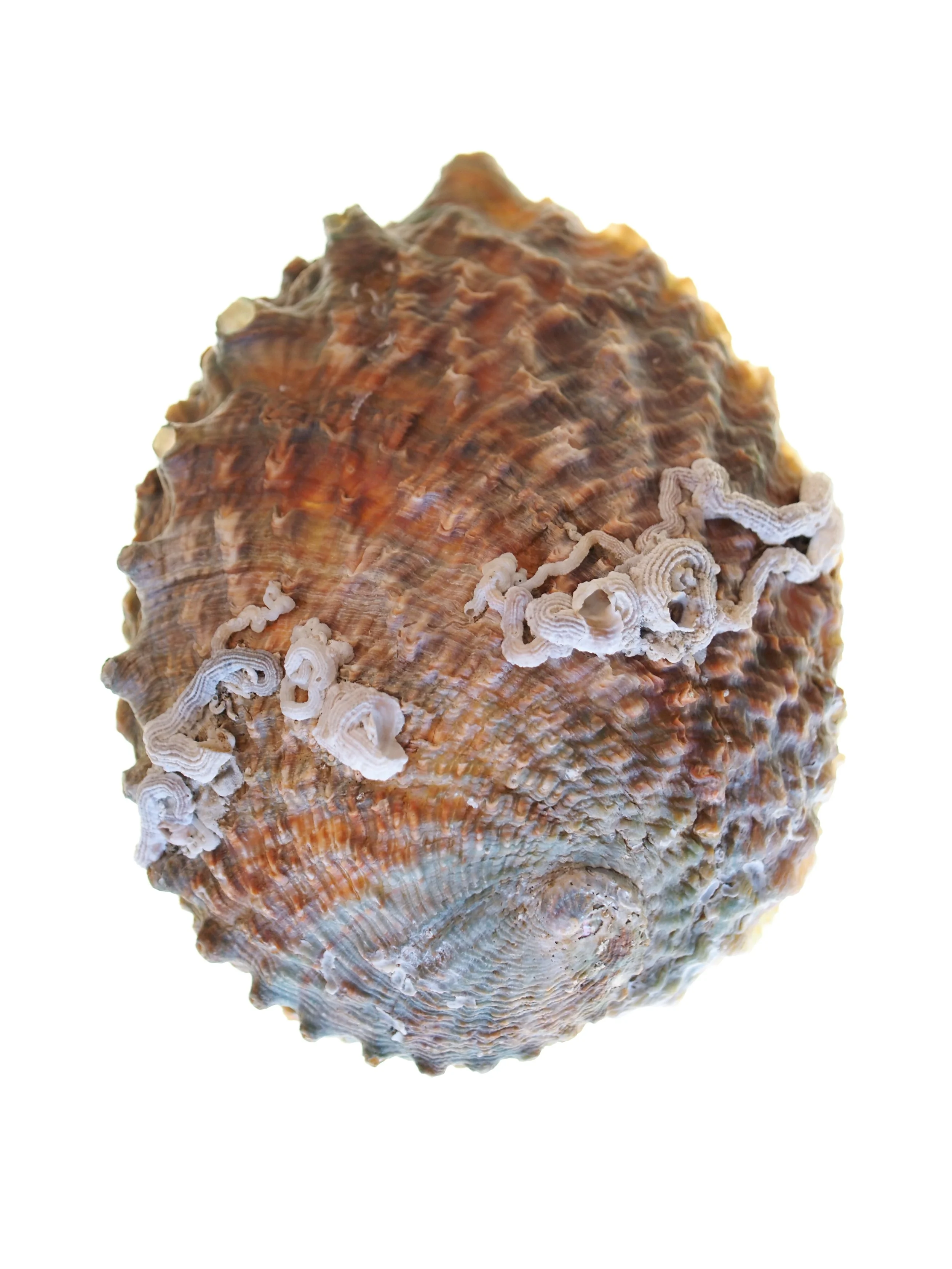 Abalone Book — Oriana Poindexter